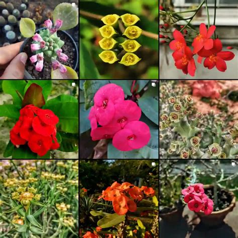 Plant Faqs Ixora Nora Grant