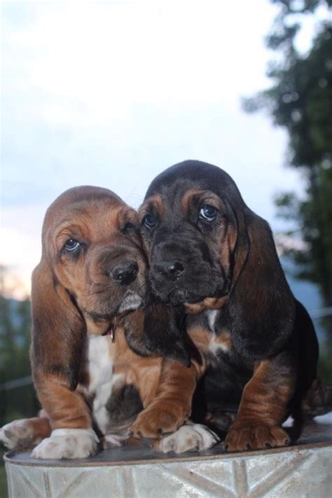Basset Hound Picture Collection Watch Video For Stunning Facts Dog