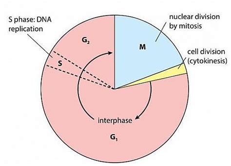 Interphase G2 Diagram Science Matters Mitosis And Meosis