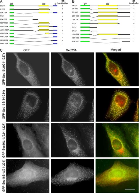 Two Mammalian Sec16 Homologues Have Nonredundant Functions In Endoplasmic Reticulum Er Export