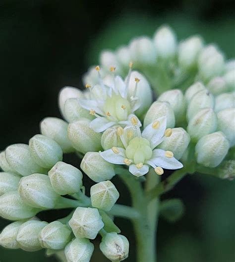 Hylotelephium Maximum Stock Image Image Of Maximum 254786257