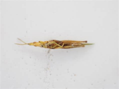 短额负蝗 Atractomorpha sinensis 物种库 国家动物标本资源库