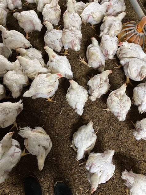 Like Senior Design 2ppwq Pedestrian Object Detection Roboflow