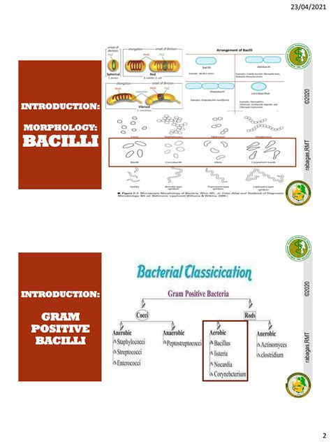 Solution Aerobic Gram Positive Bacilli Studypool