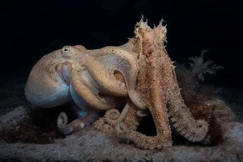 Octopus Lifespan How Long Do Octopuses Live