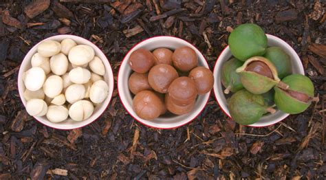 Benefits Of Macadamia Nuts Benefits Of