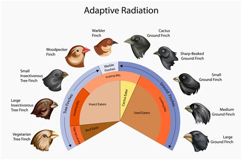 Radiation Examples
