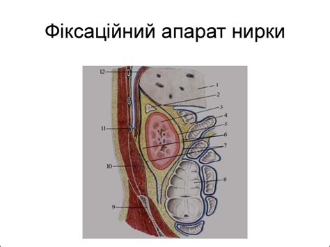Будова та розвиток нирки чоловічих і жіночих статевих органів