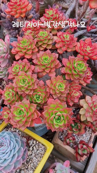 레티지아 이렇게 멋져요다육식물초보다육 Youtube