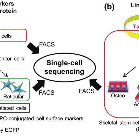 single cell sequencing analysis of the target cells enriched by