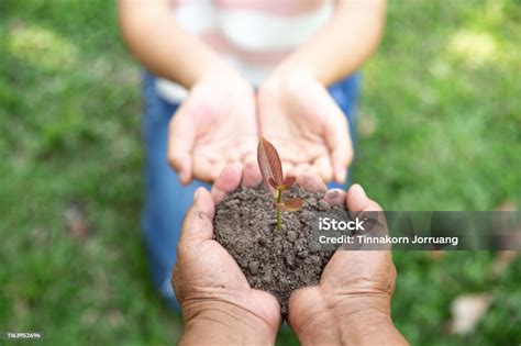 환경 지구의 날 자연밭 잔디에 나무를 들고 노인과 젊은 여성의 손 숲 보존 생태 개념 개념에 대한 스톡 사진 및 기타 이미지 개념 개발 건강관리와 의술 Istock