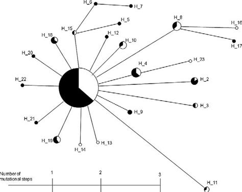 Network Produced From The Median Joining And Steiner Algorithms In