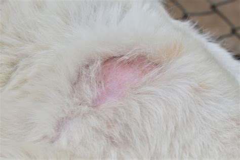 Dog Losing Hair 11 Causes And How To Help Great Pet Care