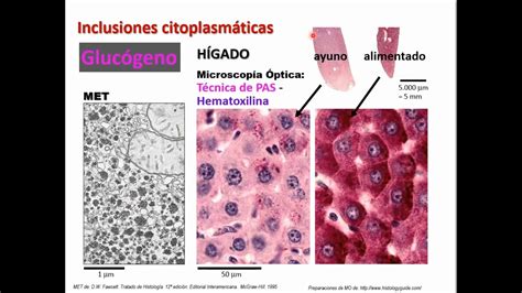 Mitocondrias Inclusiones Biología Celular Y Tisular Youtube