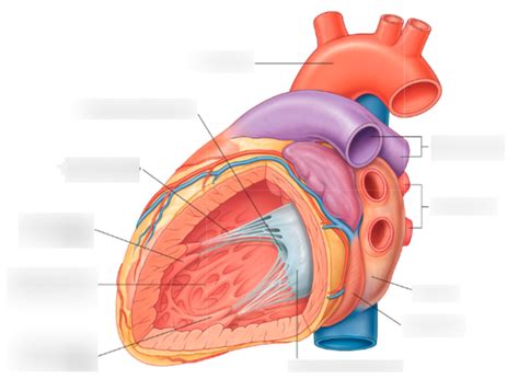 Diagram Of Interior Of Left Ventricle Quizlet