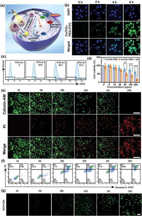 In Vitro Single‐atom Cu Tio2‐peg‐based Synergistic Therapies Of Tnbc Download Scientific