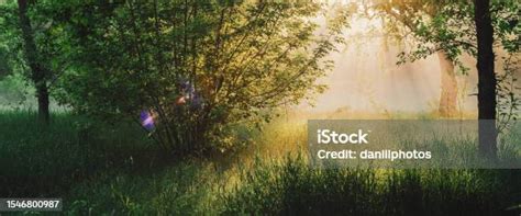 경치 맑은 녹색 풍경입니다 햇빛에 아침 자연의 풍경 일출에 나무 실루엣 복사 공간이 있는 나뭇잎에 태양광선과 렌즈 플레어 밝은 태양은 일몰에 나무 잎을 통해 빛난다 경외감에