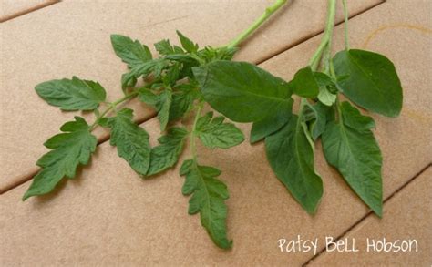 Tomato Plants Leaves