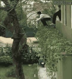 GIF Tree Animated GIF On GIFER GIF Tree Animated GIF On GIFER