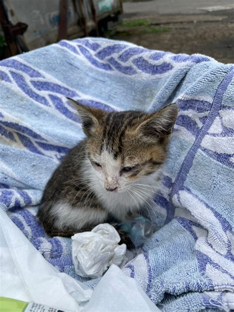 事務所猫 気ままなブログ