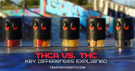 Difference Between Thca And Thc Trap University