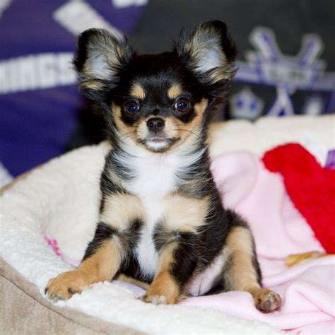 598 Best Chihuahuas Chocolate Brown Or Black And Tan 1 Images On
