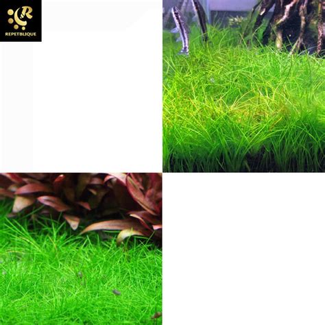 Hairgrass หญ้าเข็มมินิ แฮร์กลาส ต้นไม้น้ำ ไม้เนื้อเยื่อ ไม้กระปุก ไม้นำ