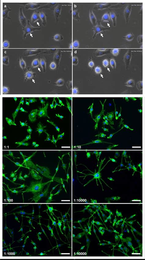 Nuclear Staining For Live Cell Imaging And Fixed Cells