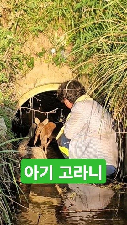 수로에 갖힌 아기 고라니 구출작전 시골살이 도시농부 Farming Youtube