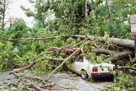 Insurance Claims When A Tree Falls On Your Car