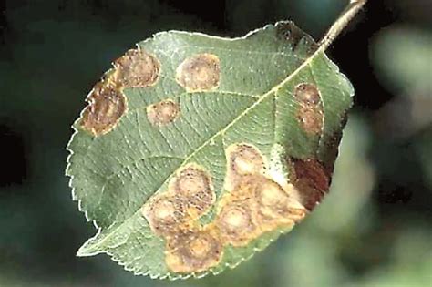 Защитете крушите и ябълките от 2 много опасни неприятеля Български Фермер