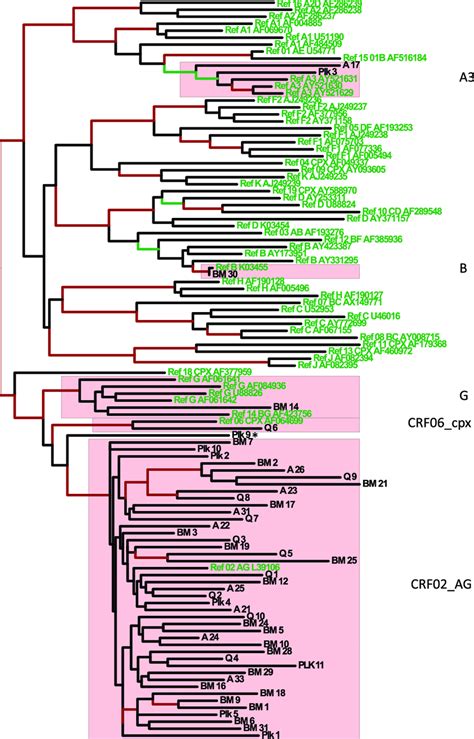 Maximum Likelihood Phylogenetic Analysis Of Hiv 1 Pol Sequences Download Scientific Diagram