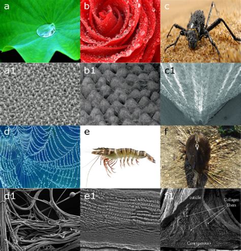 Commonly Biomimicked Materials With Sem Microstructures A Lotus Leaf