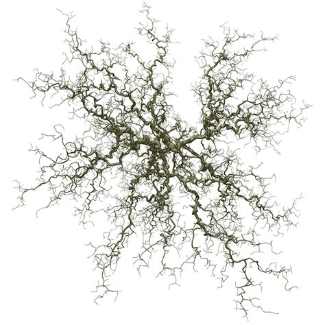 Dla Diffusion Limited Aggregation