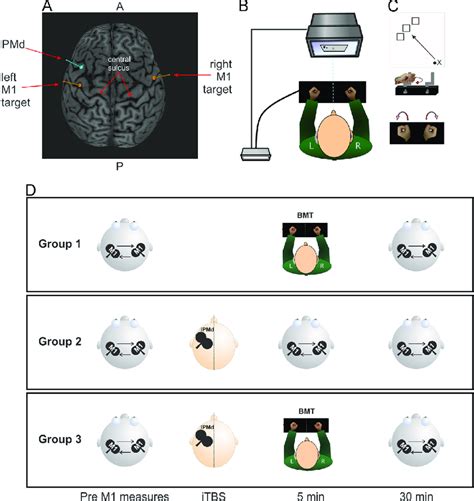 Neuronavigation Experimental Set Up And Behavioral Task A Tms