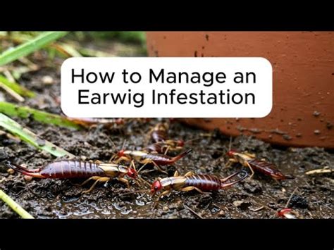 Earwig Invasion 7 Steps To Rid Your Home Of Pests Guaranteed