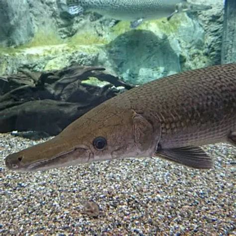 List Of Gar Fish Species Facts Pics And Id Pond Informer