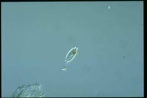 Protist Image Database