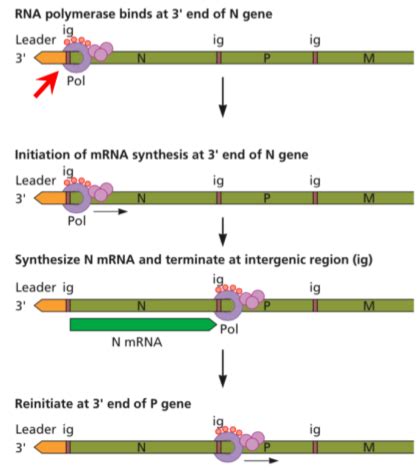 Gene Expression And Genome Replication In Strand RNA Viruses