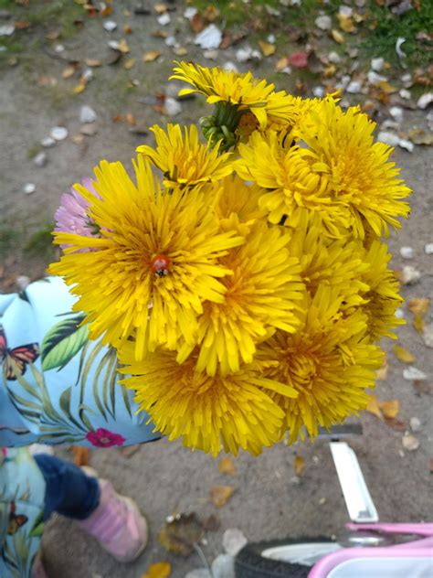 Букет одуванчиков с божьей коровкой R Mildlyinteresting