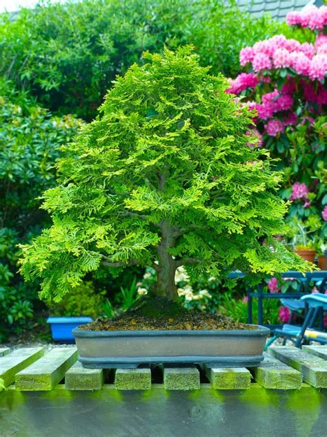10 Dwarf Trees For Zone 5