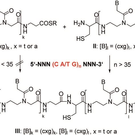 Principle Of A Native Chemical Ligation Of Pna Probes I And Ii In Principle Of A Native Chemical Ligation Of Pna Probes I And Ii In