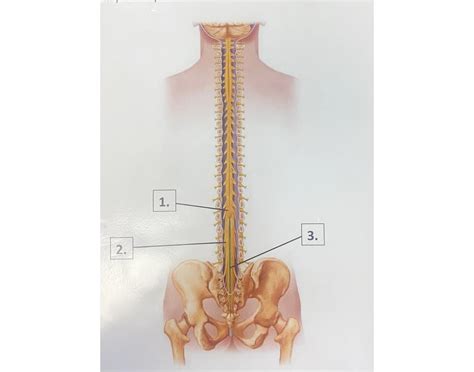 Spinal Cord Labeling Part 1 — Printable Worksheet