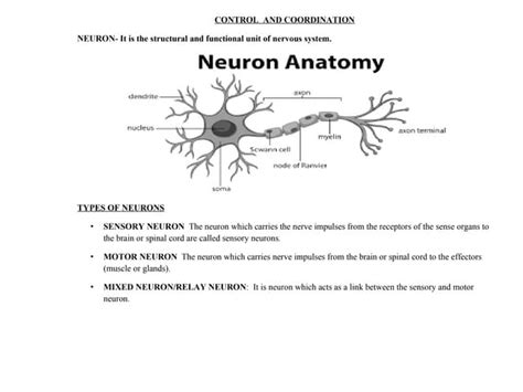 Controlandcoordinationnotes Class 10 Docx Brain And Nervous System Disorders Diseases