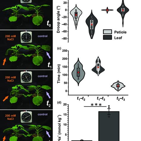 Rainer Hedrich Research Director Phd University Of Wuerzburg Würzburg Jmu Botany