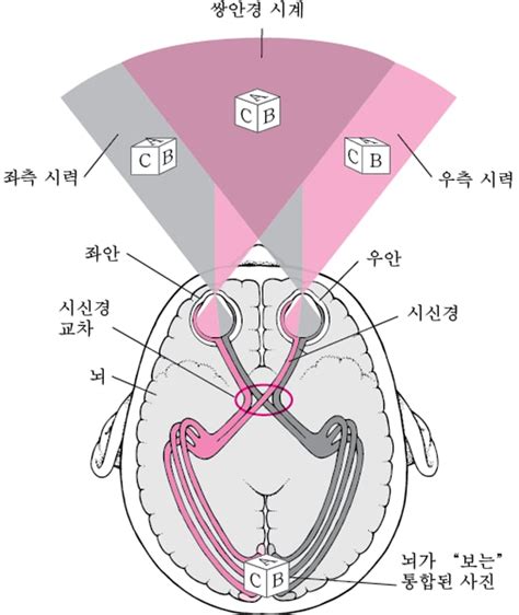 눈의 구조와 기능 눈 장애 Msd 매뉴얼 일반인용