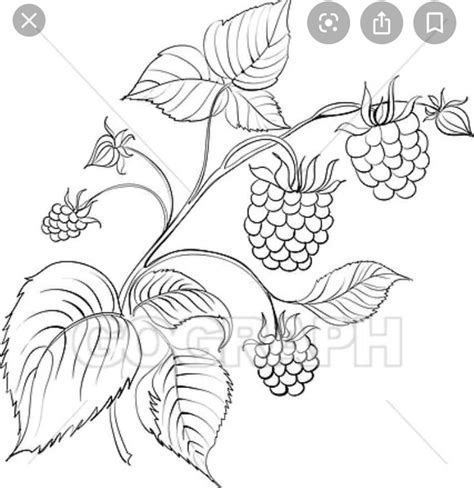 Raspberry Bush Drawings Illustration Flower Drawing