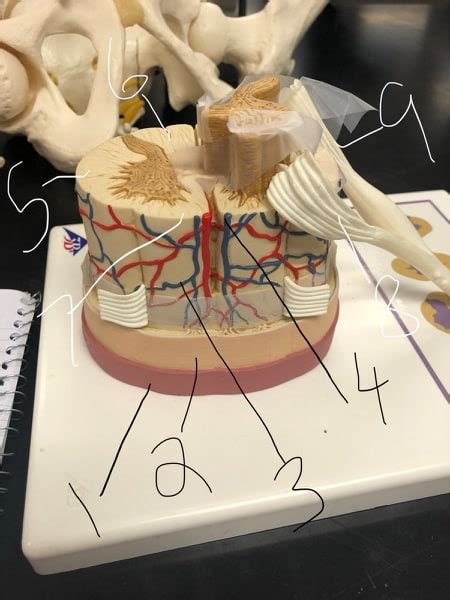 A P II Lab Diagram Quizlet