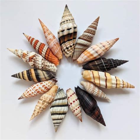 The Ultimate Seashell Identification Guide Artofit
