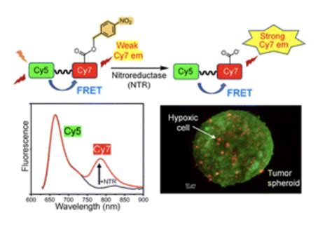 Publication Alert Ratiometric Near Infrared Fluorescent Probe For Nitroreductase Activity